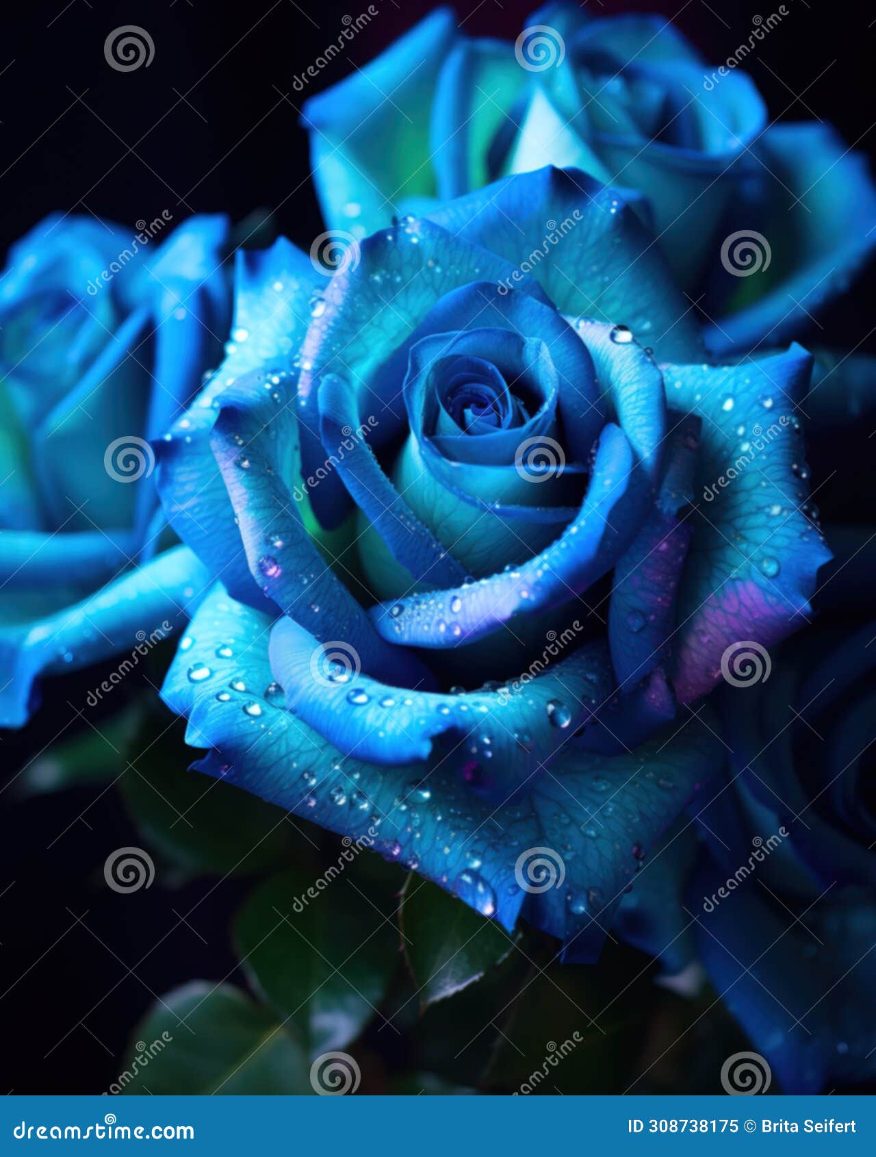 Beautiful Perfect Iridescent Blue and Turquoise Roses Stock ...