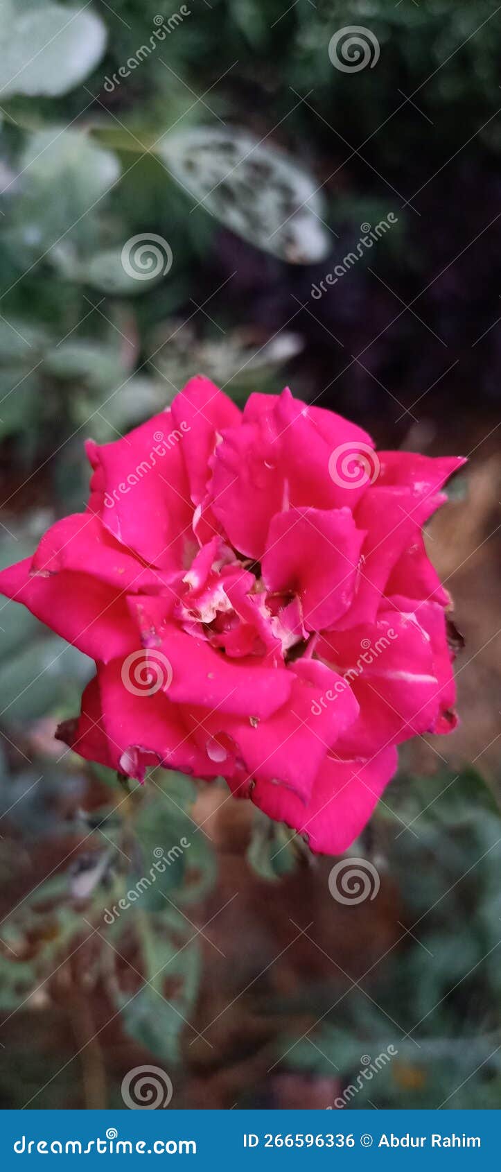 Beautiful Perfect Rosy Click Stock Photo - Image of flower, leaf: 266596336