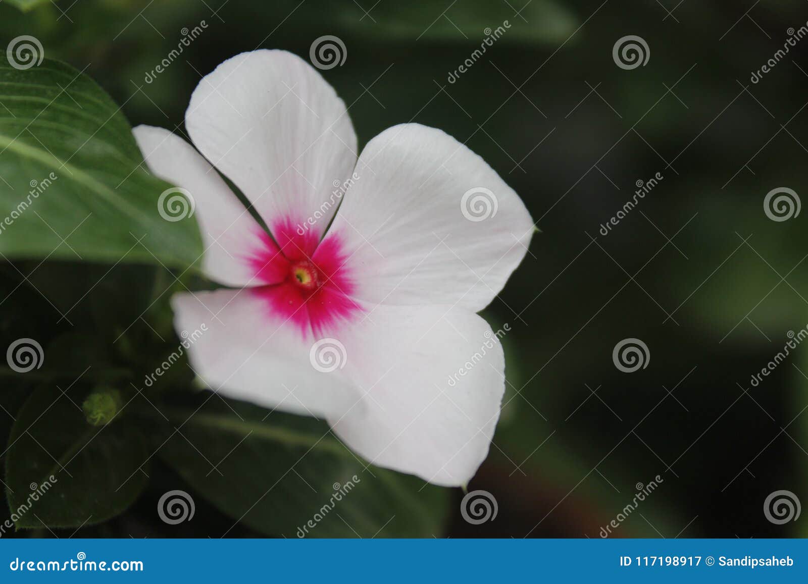 Beautiful Periwinkle Flower Stock Image - Image of summer, periwinkle ...
