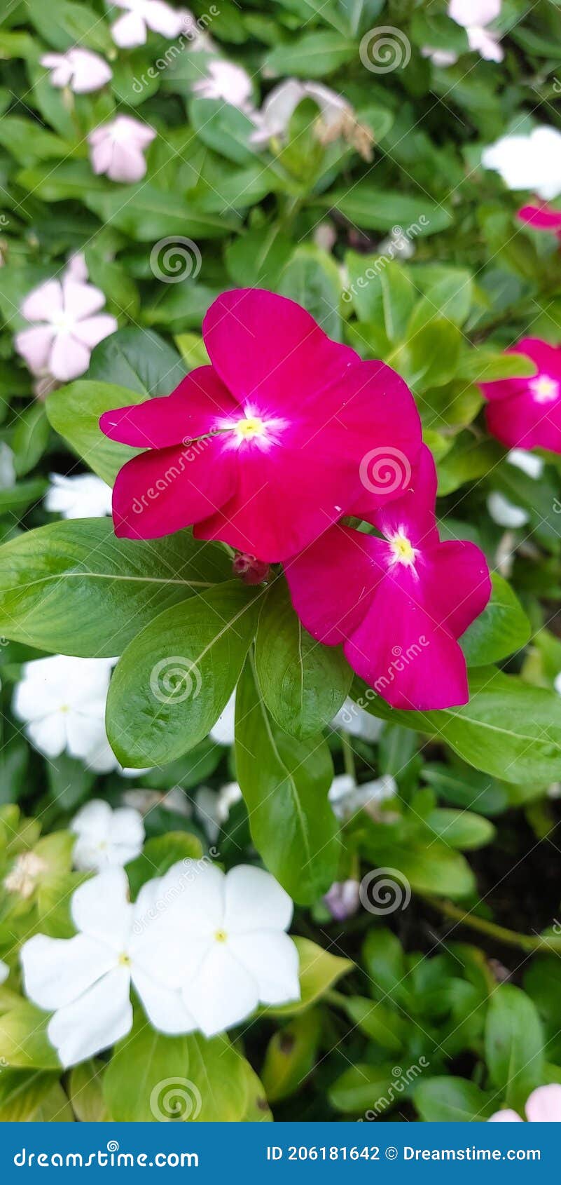 Beautiful Purple Color Periwinkle Flower Stock Photo - Image of flower ...