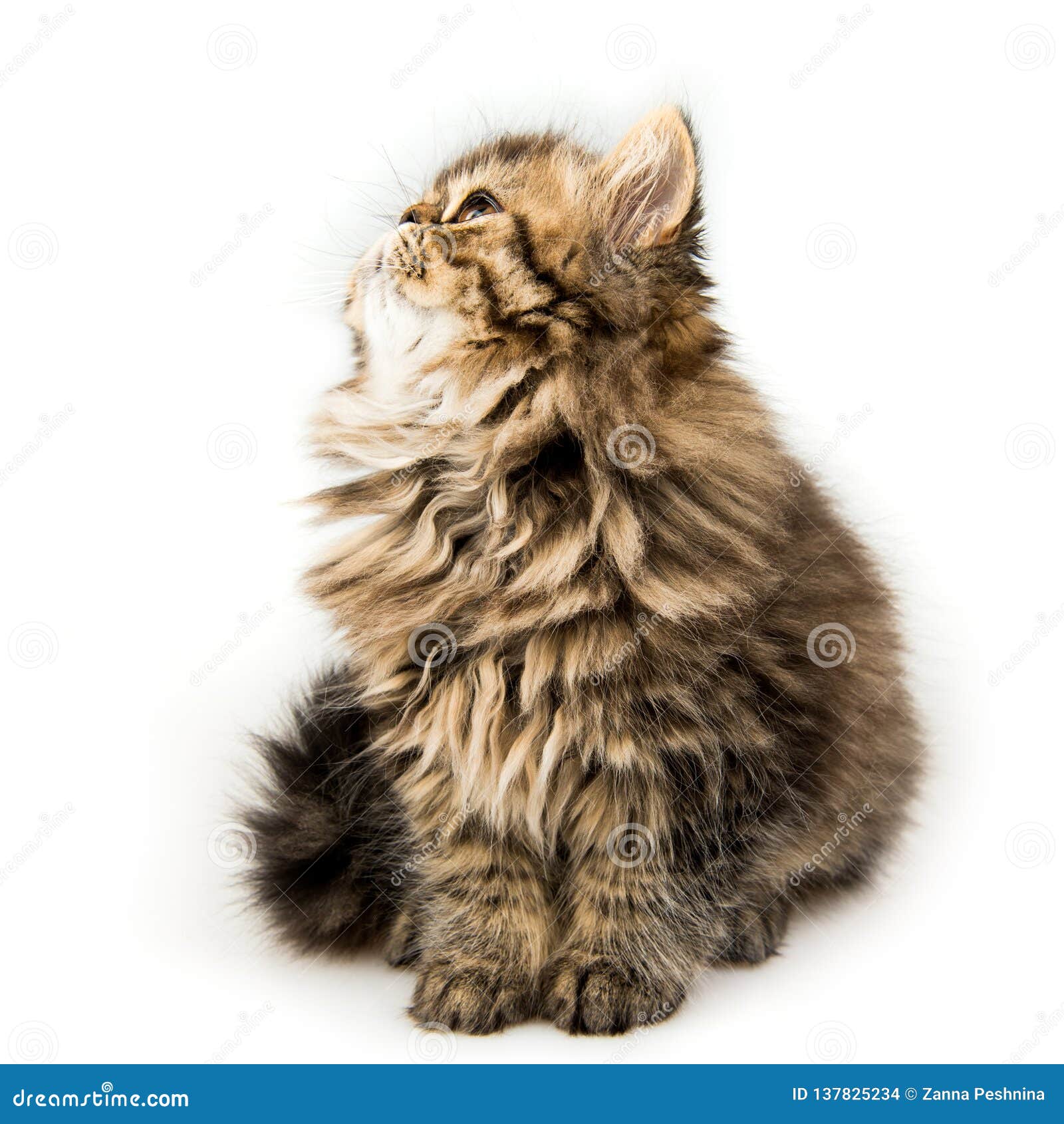 Beautiful Persian Kitten Cat Muzzle Profile Looking Up Stock Photo ...