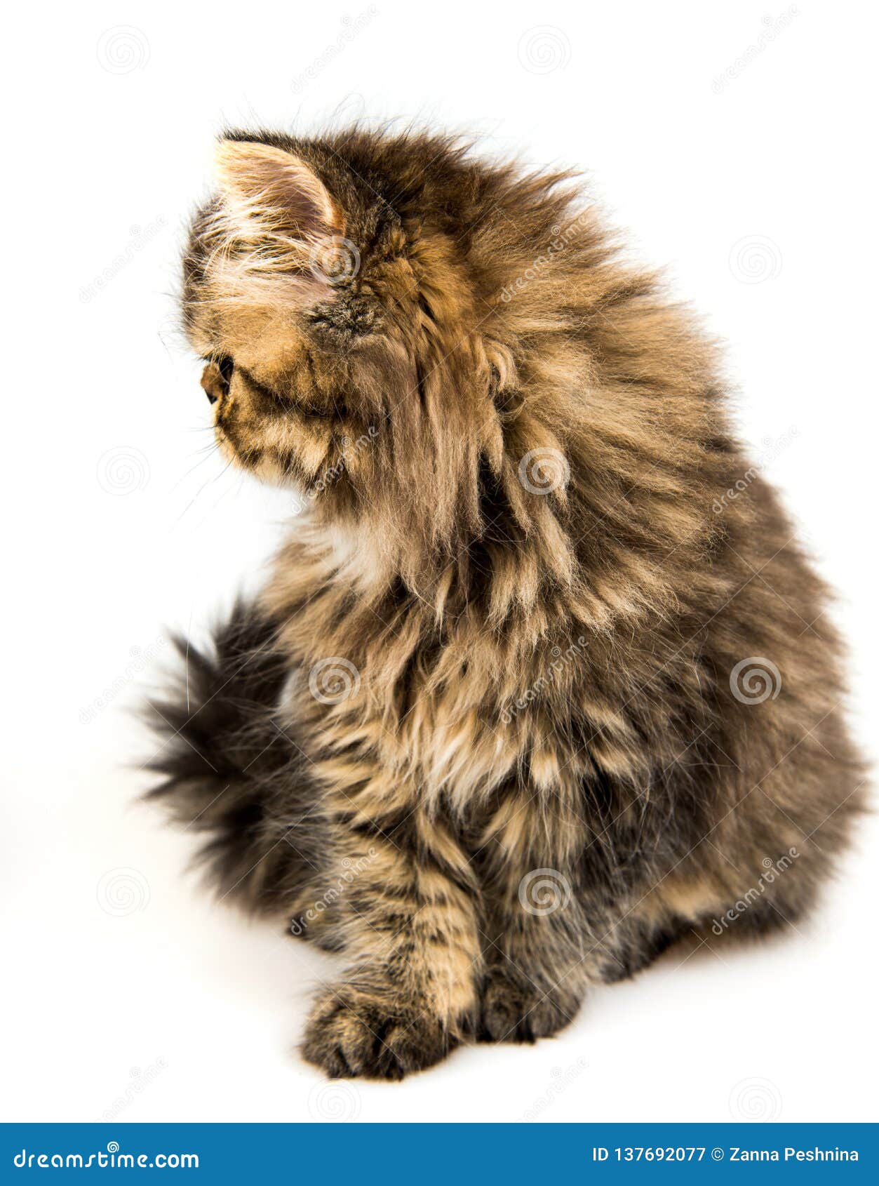 Beautiful Persian Kitten Cat Muzzle Profile Marble Color Coat Stock ...