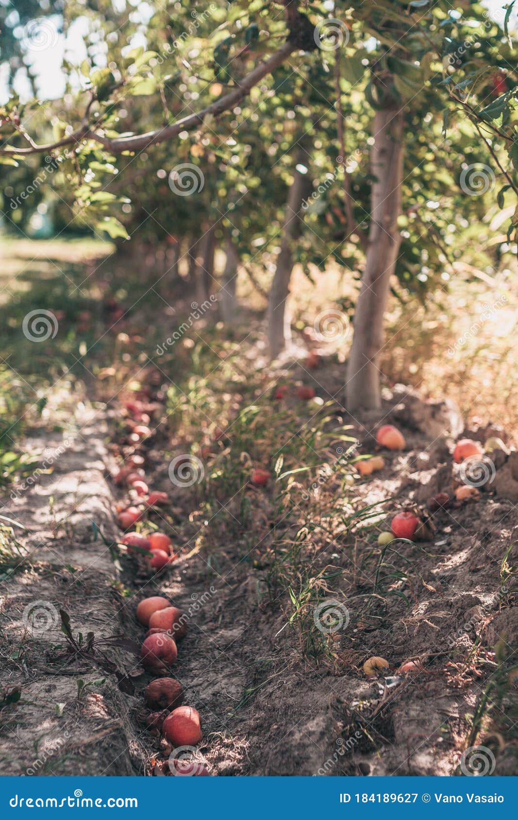 Beautiful Perspective View of the Rows of Apple Trees Stock Image ...