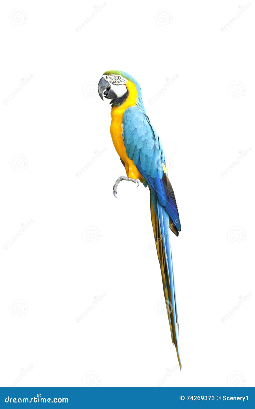 Beautiful Pet Parrot stock image. Image of white, wild - 74269373