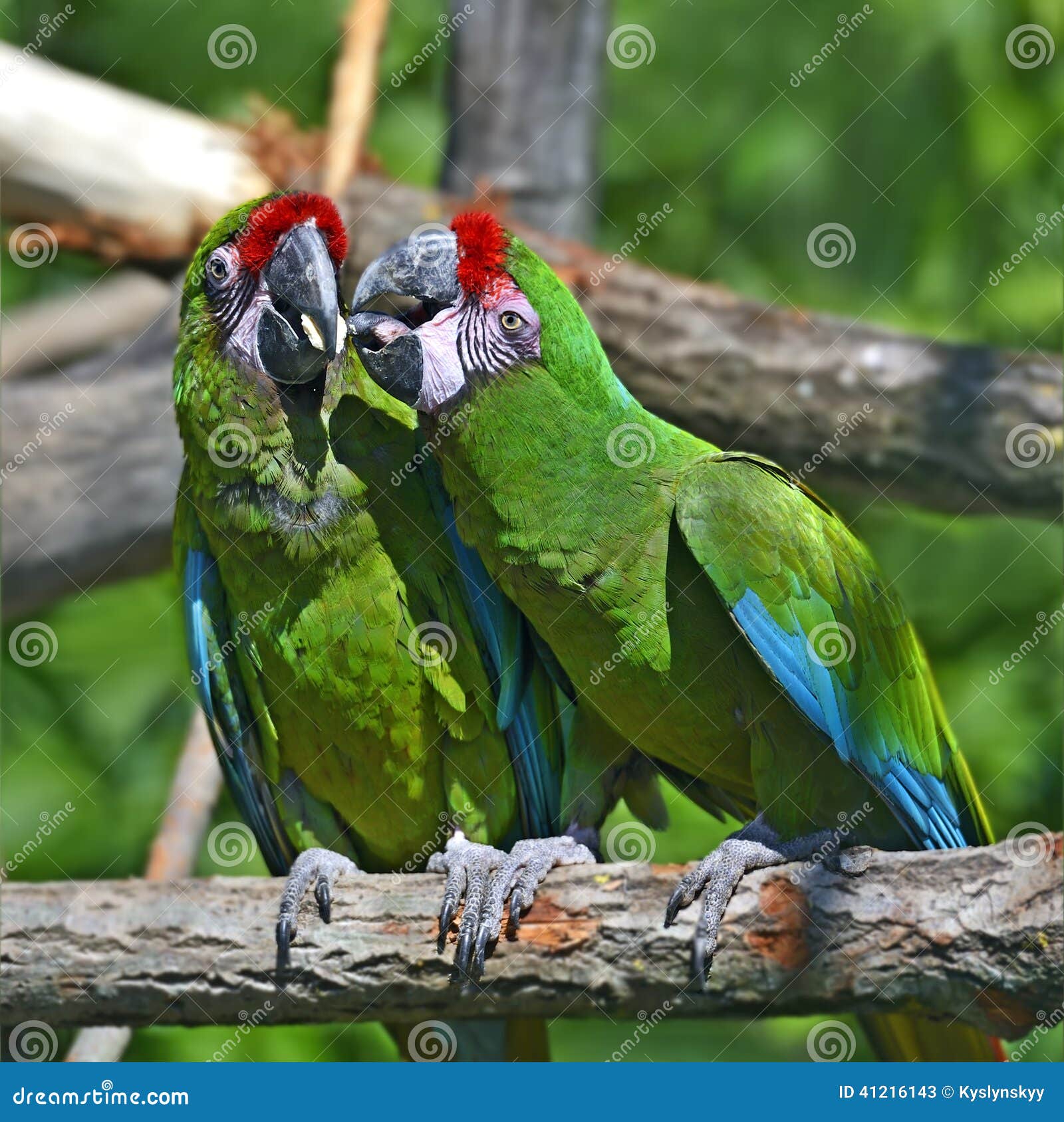 Beautiful Pet Parrot stock image. Image of parrot, animal - 41216143