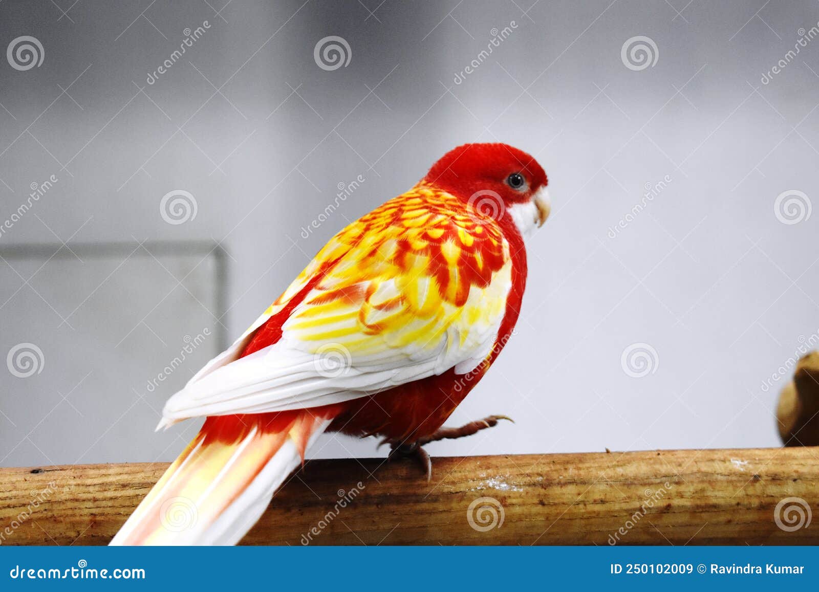 A beautiful Pet Red parrot stock image. Image of budgie - 250102009