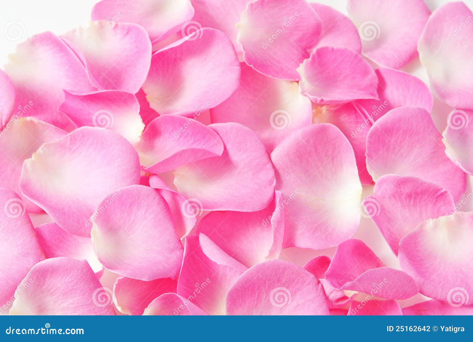 Beautiful Petals of Pink Roses Stock Photo - Image of floral ...