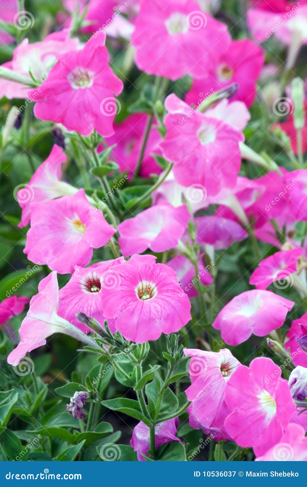 Beautiful petunia stock image. Image of floral, gardening - 10536037