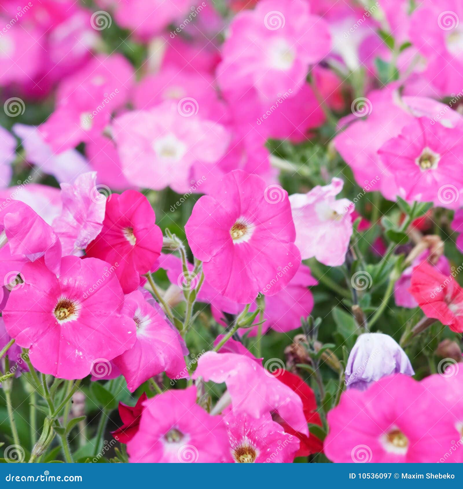 Beautiful petunia stock image. Image of colorful, purple - 10536097