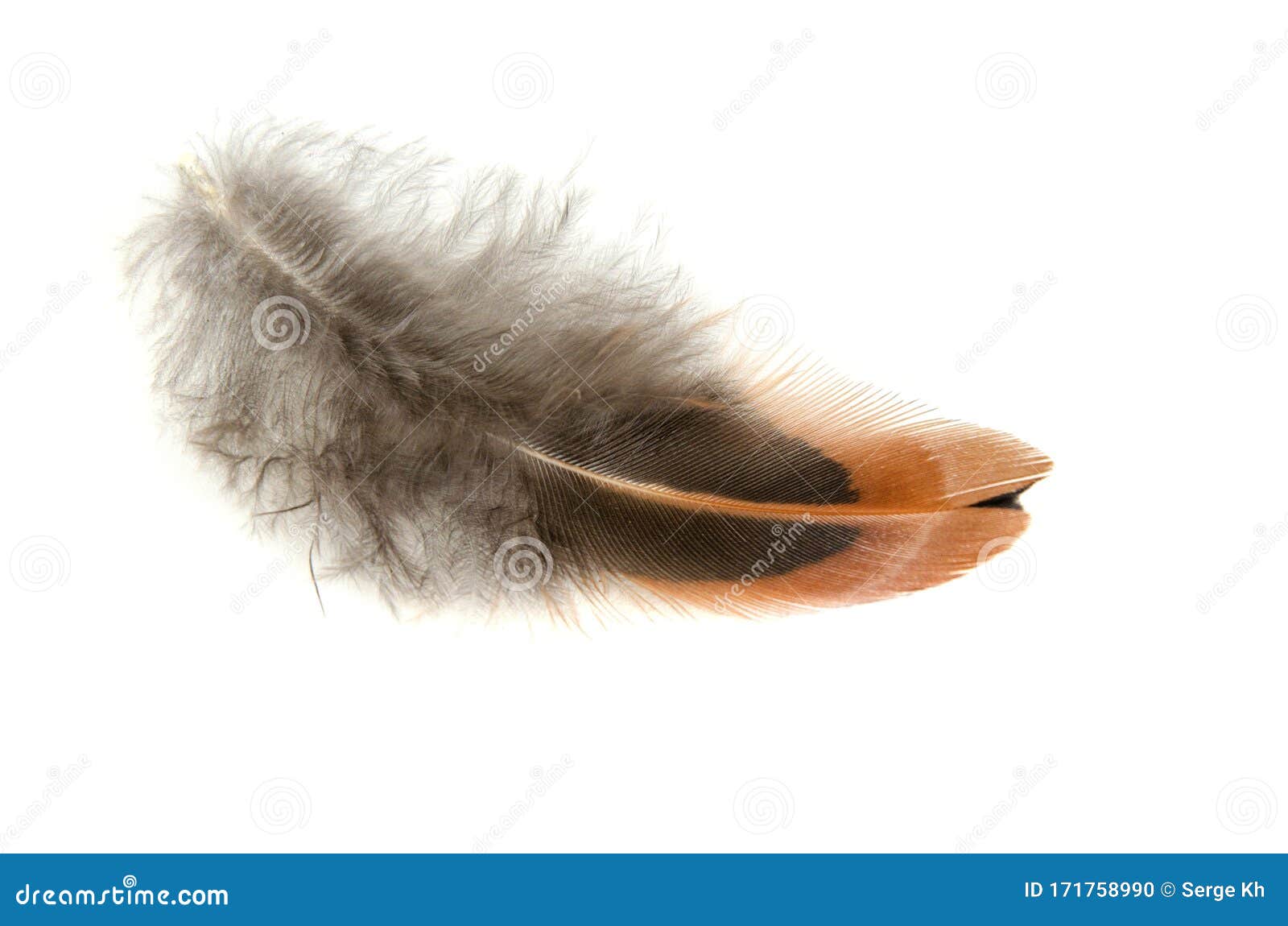 Beautiful Pheasant Feathers on a White Background Stock Photo - Image ...