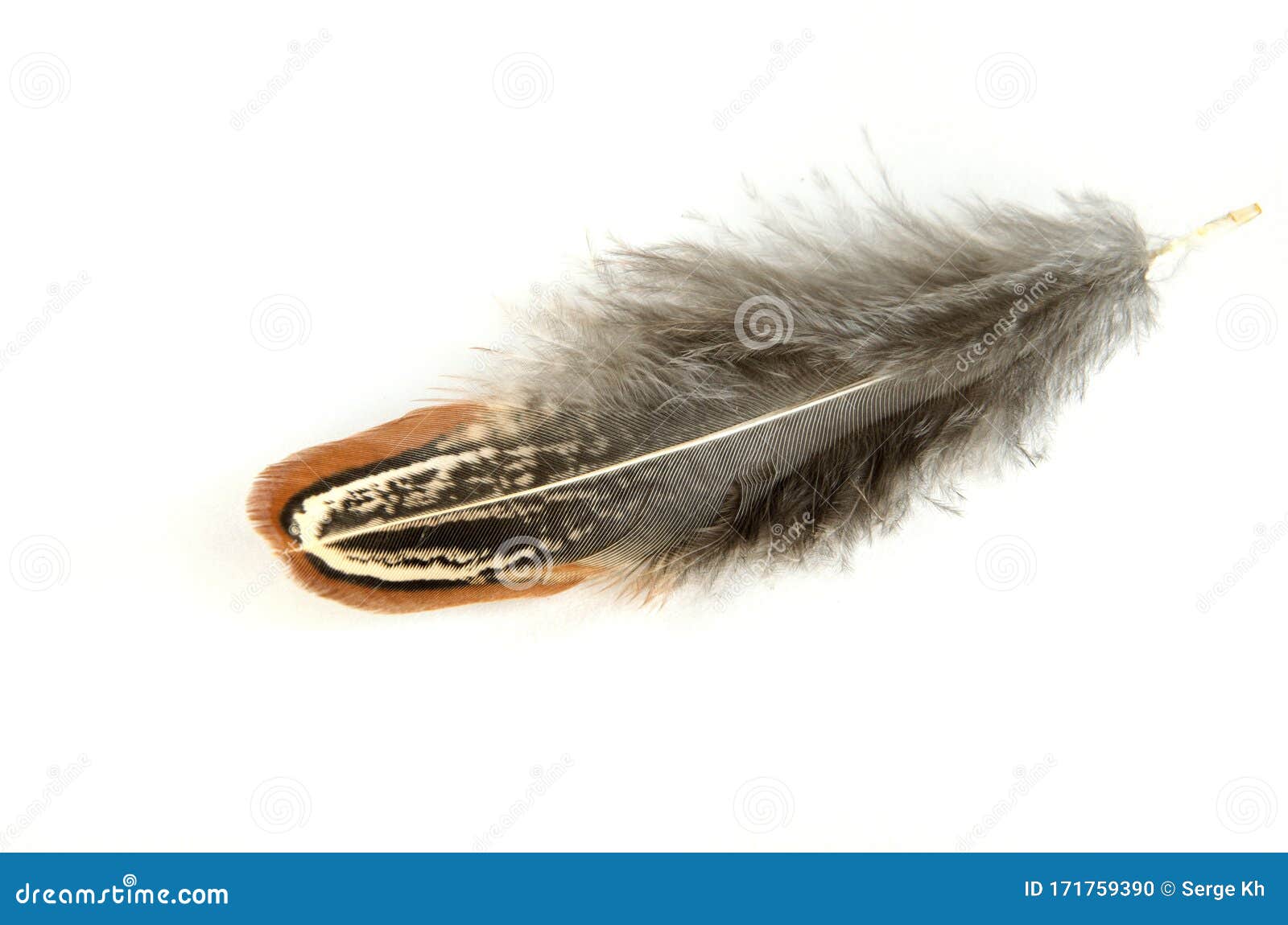 Beautiful Pheasant Feathers on a White Background Stock Photo - Image ...