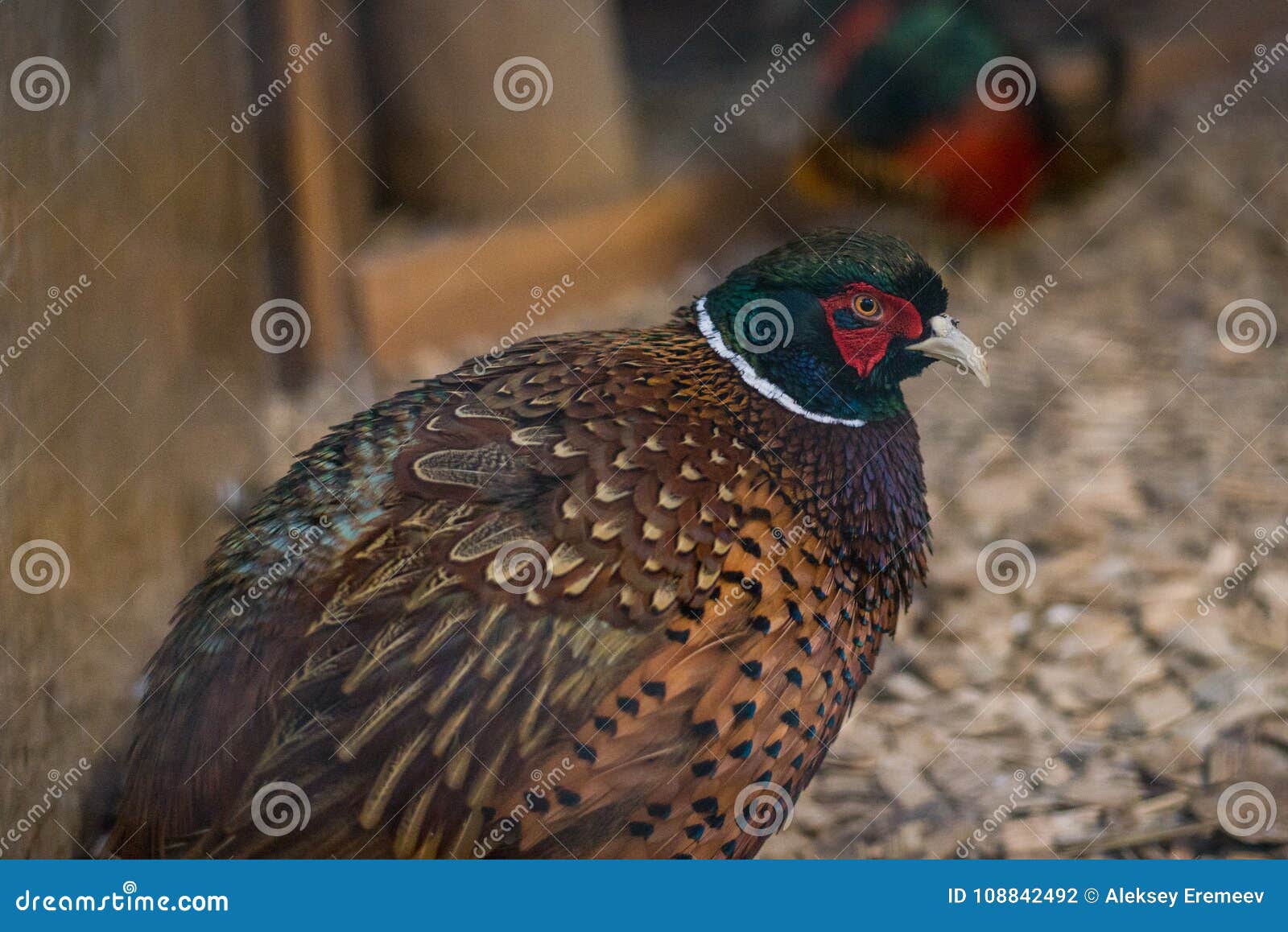Beautiful Pheasant Looks at Frame Stock Photo - Image of grass, beak ...