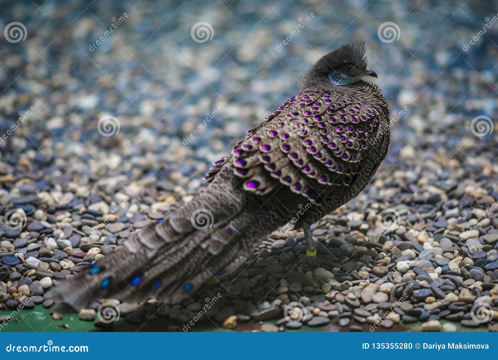 Beautiful Pheasant with Peacock Feathers Stock Photo - Image of country ...