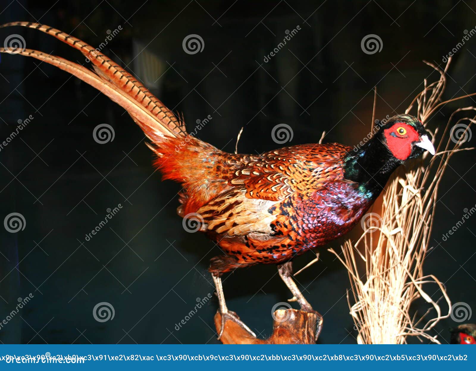 Beautiful pheasant stock photo. Image of golden, horizontal - 88028098