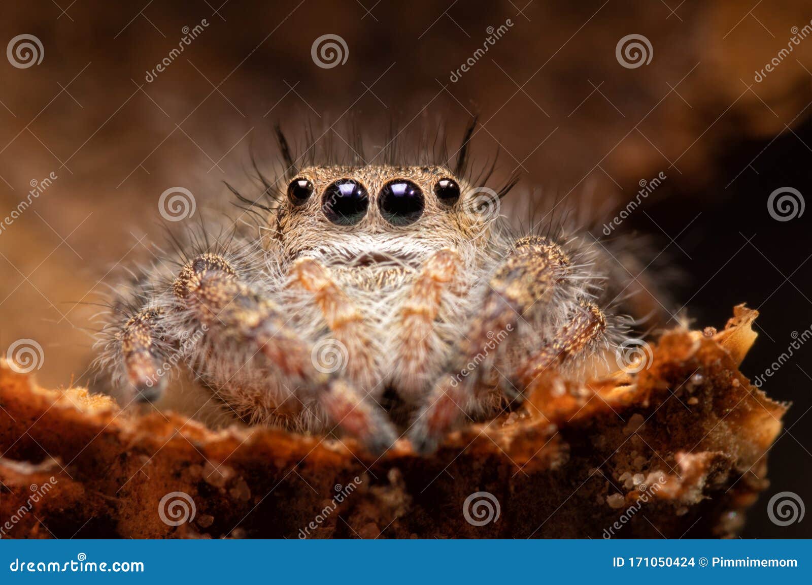 Beautiful Phidippus Princeps Jumping Spider Sitting Inside an Acorn ...