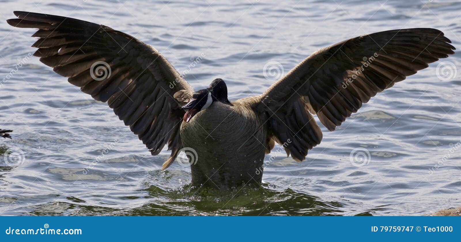 Beautiful Photo of an Angry Canada Goose with the Opened Wings Stock ...