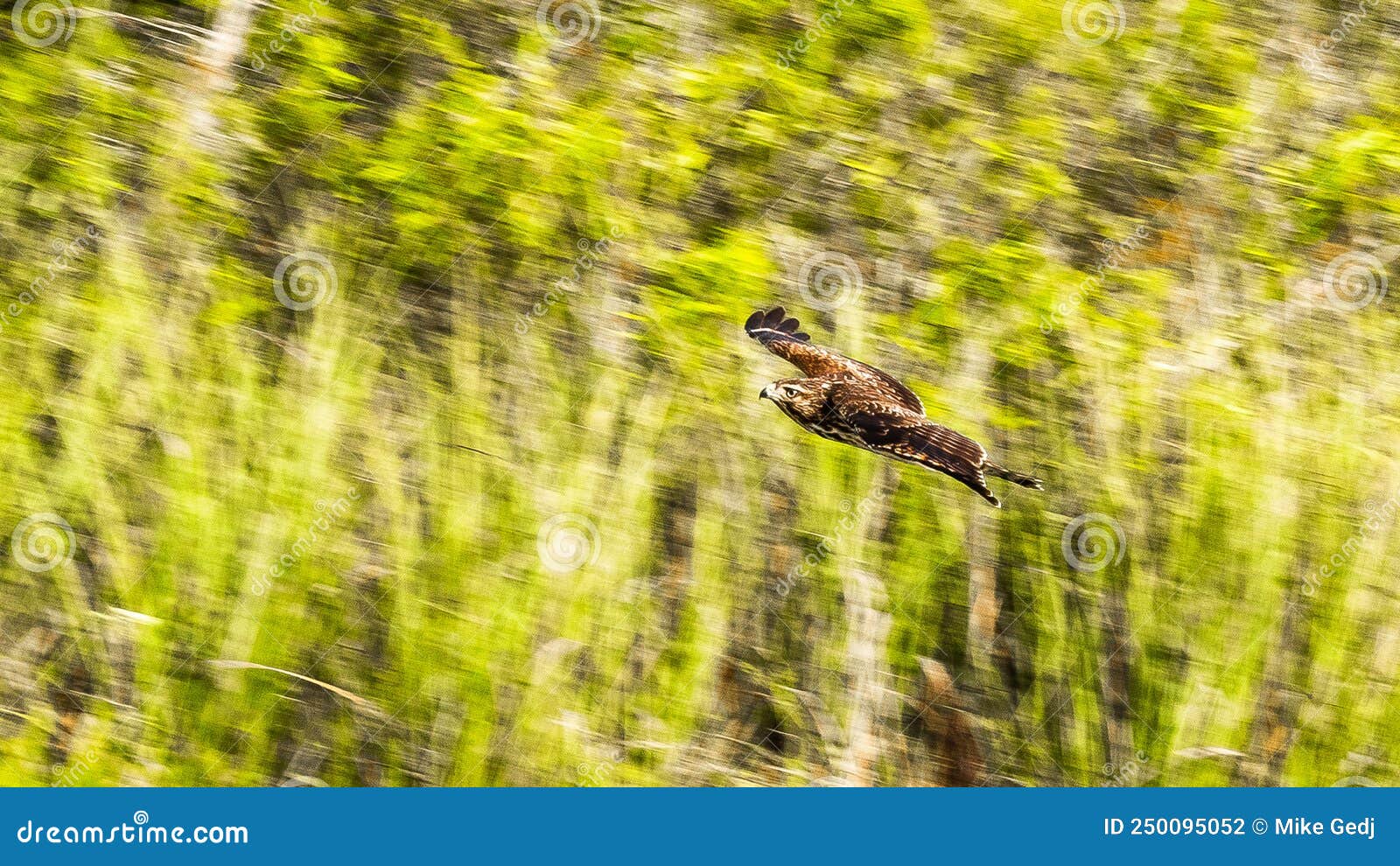 High Resolution Photo of a Bird Mid-flight in the Everglades. Stock ...