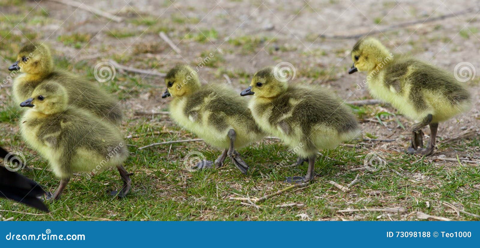 Beautiful Photo of Five Cute Chicks of the Canada Geese Stock Photo ...