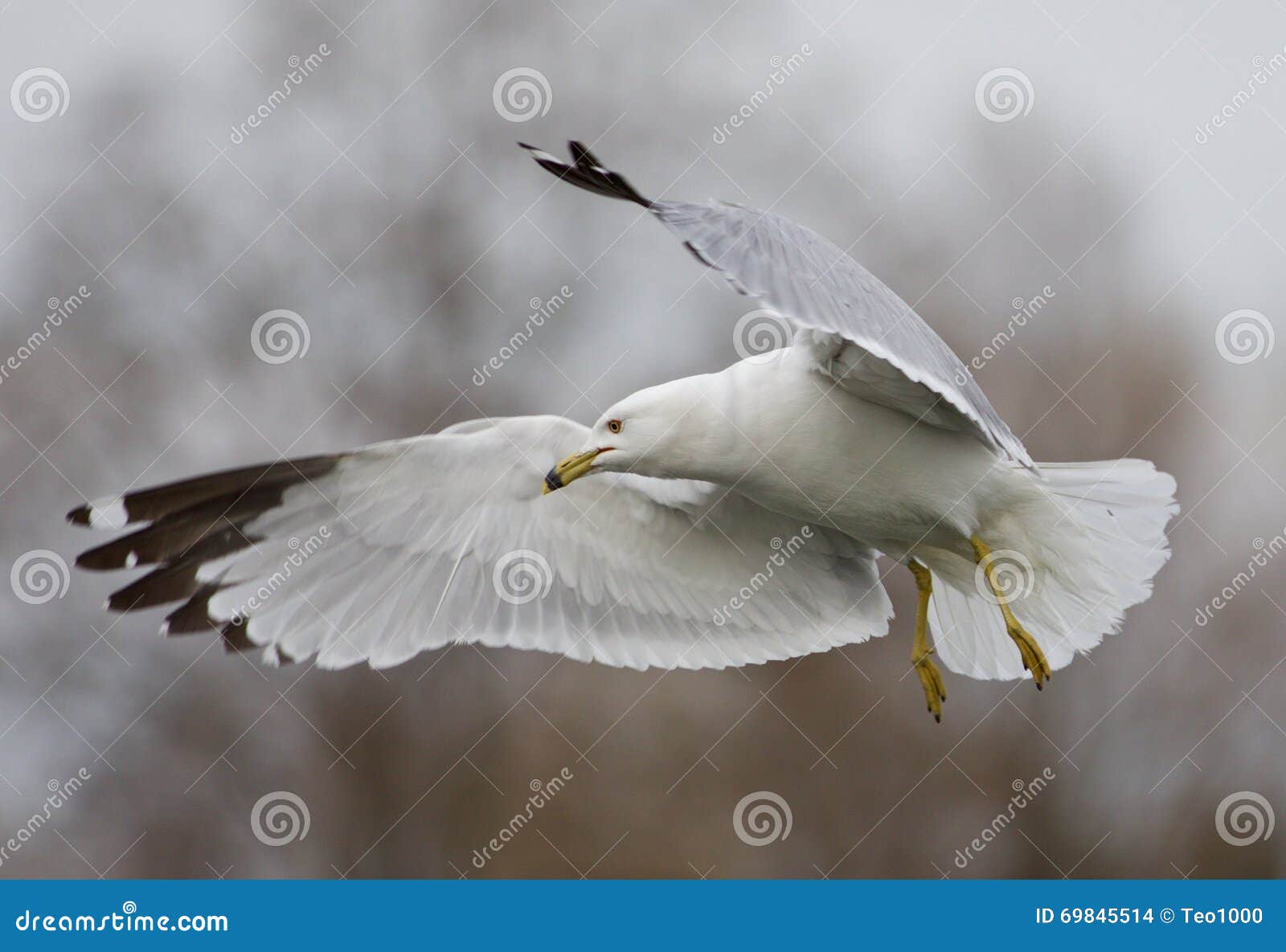 Beautiful Photo of the Gull in Flight Stock Photo - Image of confident ...