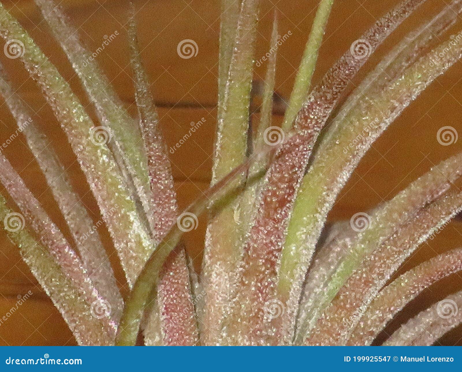 Beautiful Photo of a Nice Color and Great Beauty Stock Image - Image of ...