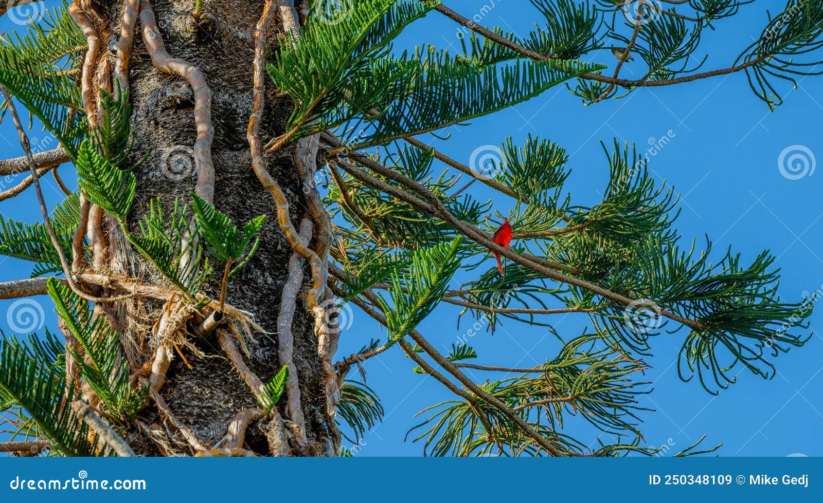 High Resolution Photo of a Red Bird on a Tree Branch. Stock Image ...