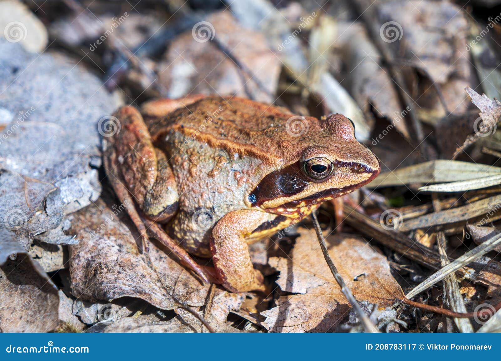 The Frog is Basking in the Spring Sun. Stock Image - Image of turtle ...