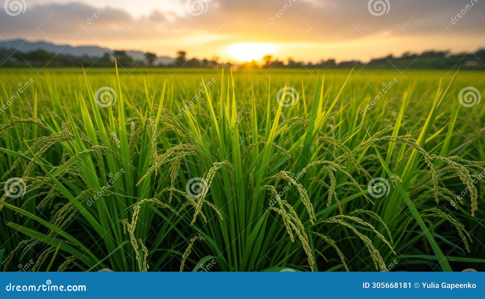 Beautiful Photo of Rice Fields for Background Stock Image - Image of ...