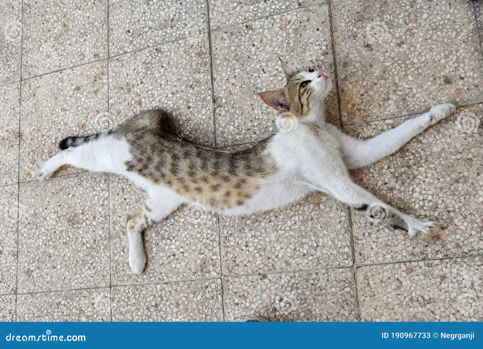 A Beautiful Photo of a Spotted Two-colored Cat Stretching Stock Image ...