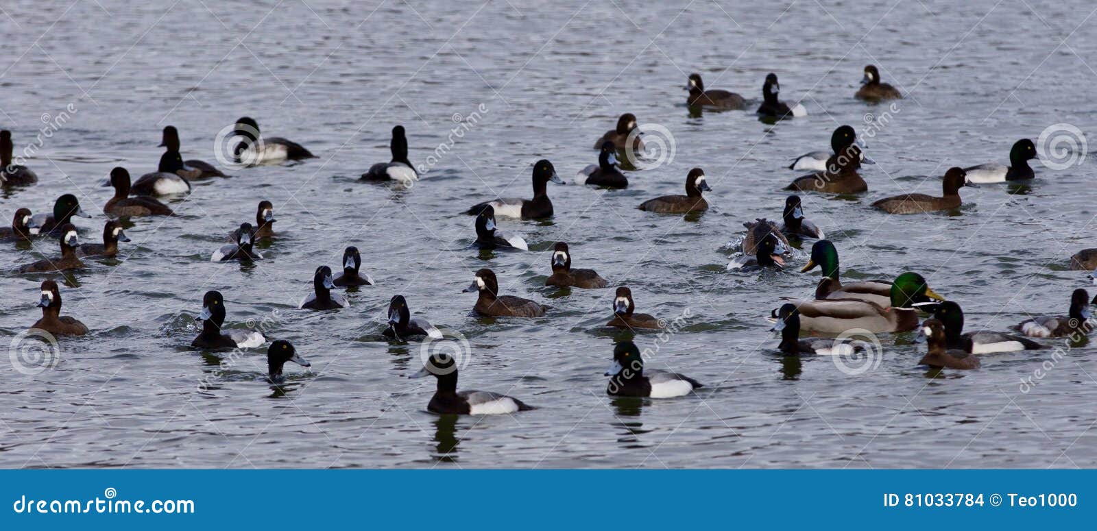 Beautiful Photo of a Swarm of Ducks in the Lake Stock Photo - Image of ...