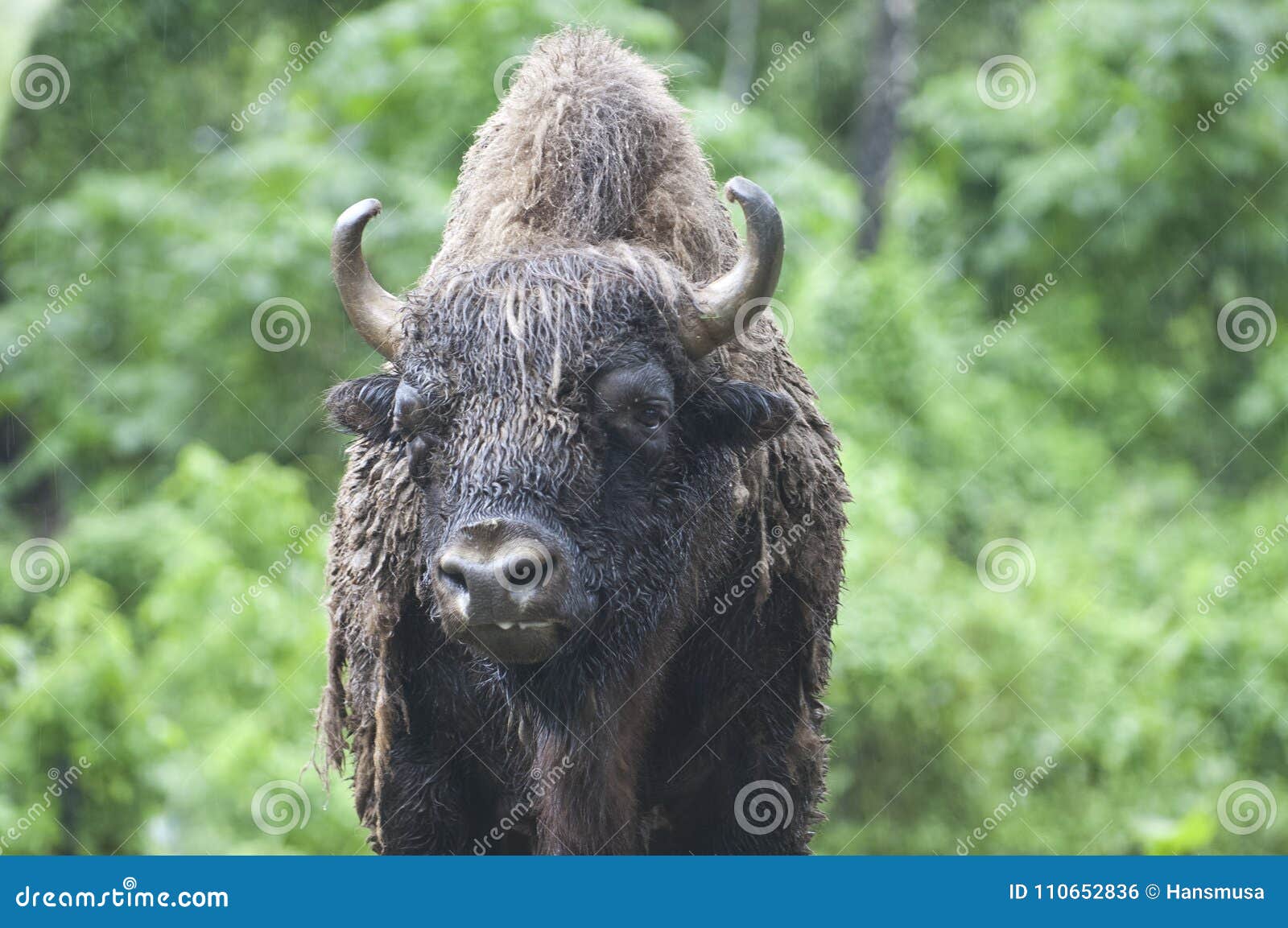 Beautiful Photo of a Wild Bison, Cattle in the Forest Stock Photo ...