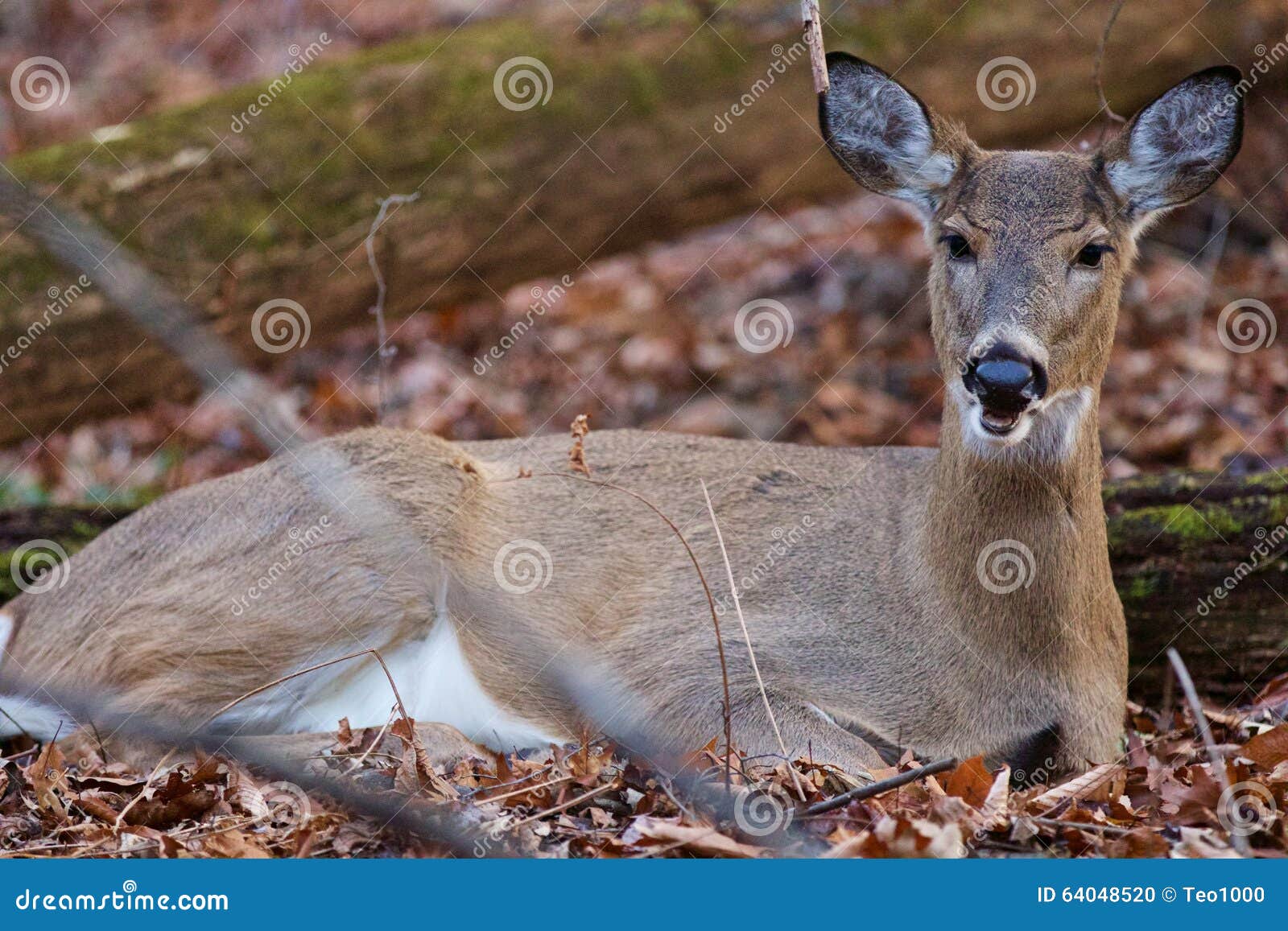 Beautiful Photo of the Wild Deer Stock Photo - Image of looking ...