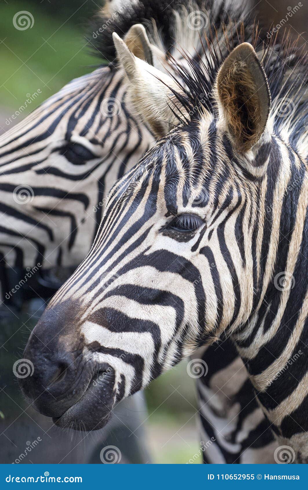 Beautiful Photo of Wild Zebras in the Forest Stock Image - Image of ...