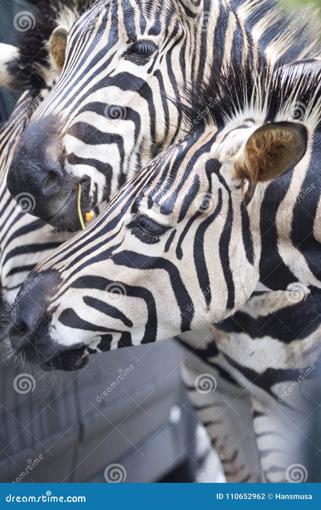 Beautiful Photo of Wild Zebras in the Forest Stock Photo - Image of ...