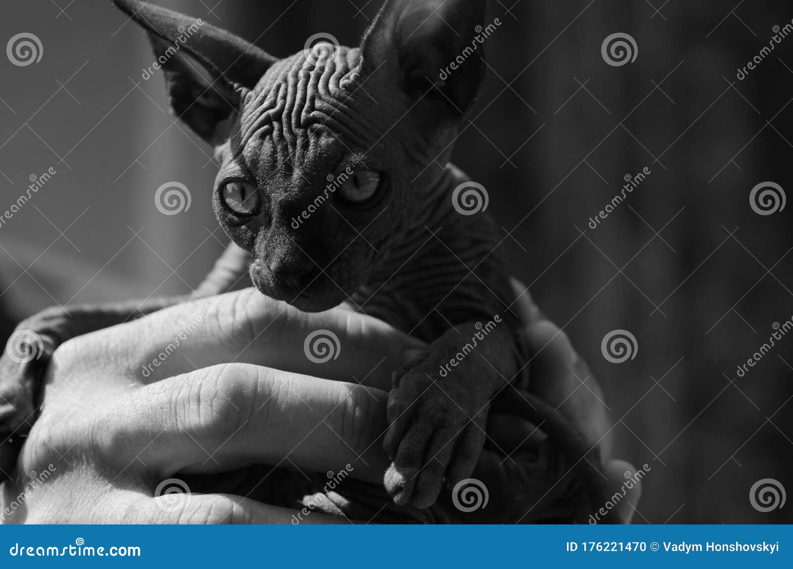 Beautiful Photo of a Young Sphynx Cat Stock Photo - Image of blacks ...