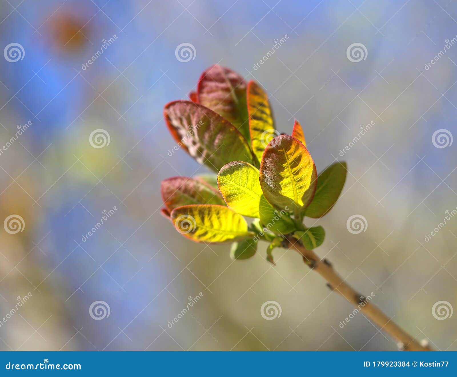 Beautiful Photo of Young Spring Leaves of Trees on Multicolored ...
