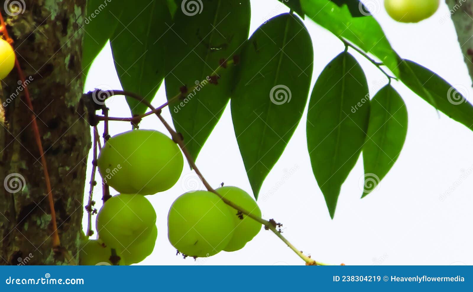 Beautiful Phyllanthus Emblica Stock Image - Image of produce, emblica ...