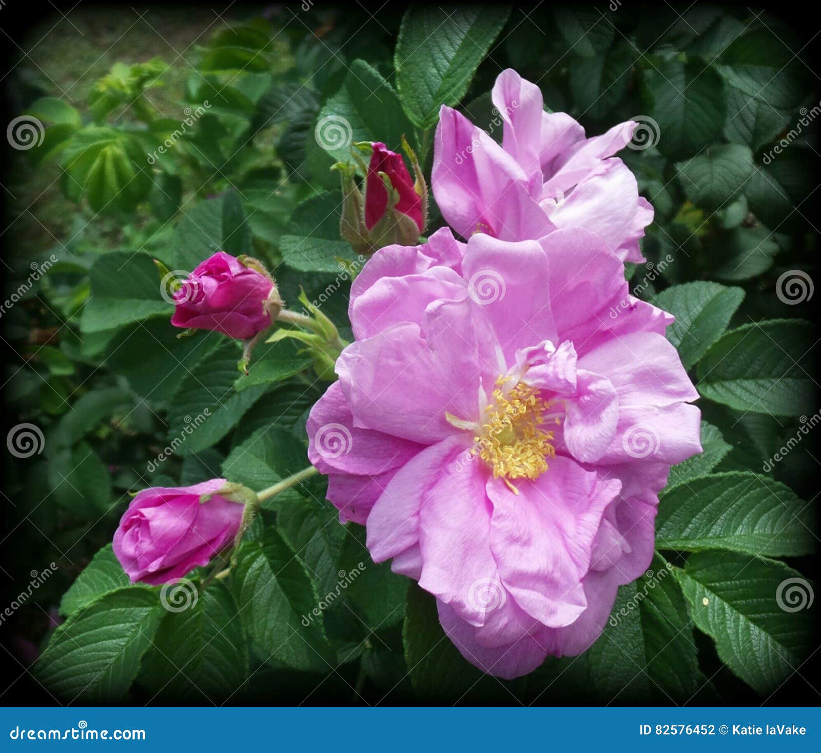 Beautiful Pick Summer Flower Stock Photo - Image of beautiful, flower ...