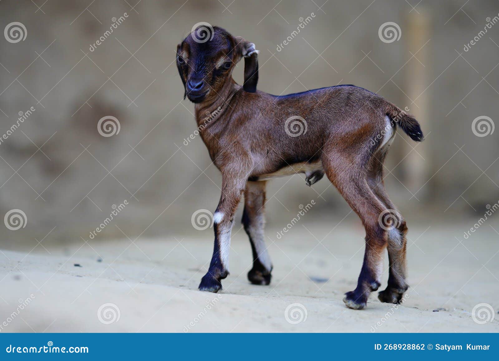 Mom Is A Goat And A Little Goat Behind A Fence On A Goat Farm. Stock ...