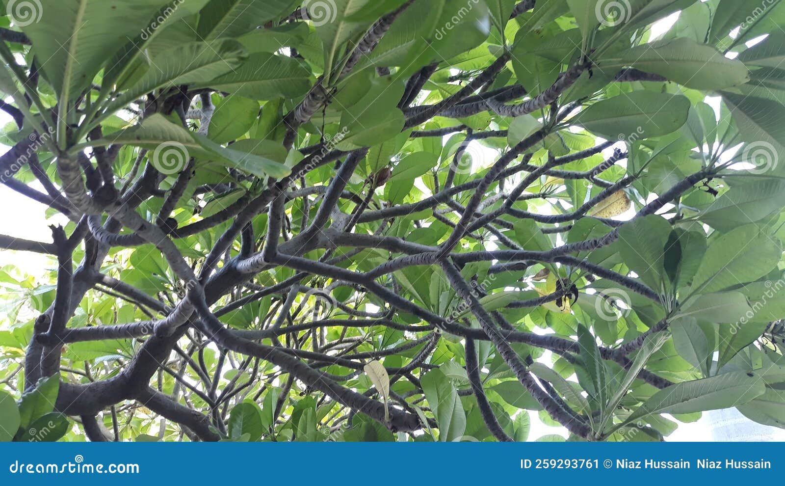 A Beautiful Picture of Branches and Leaves Stock Image - Image of shrub ...