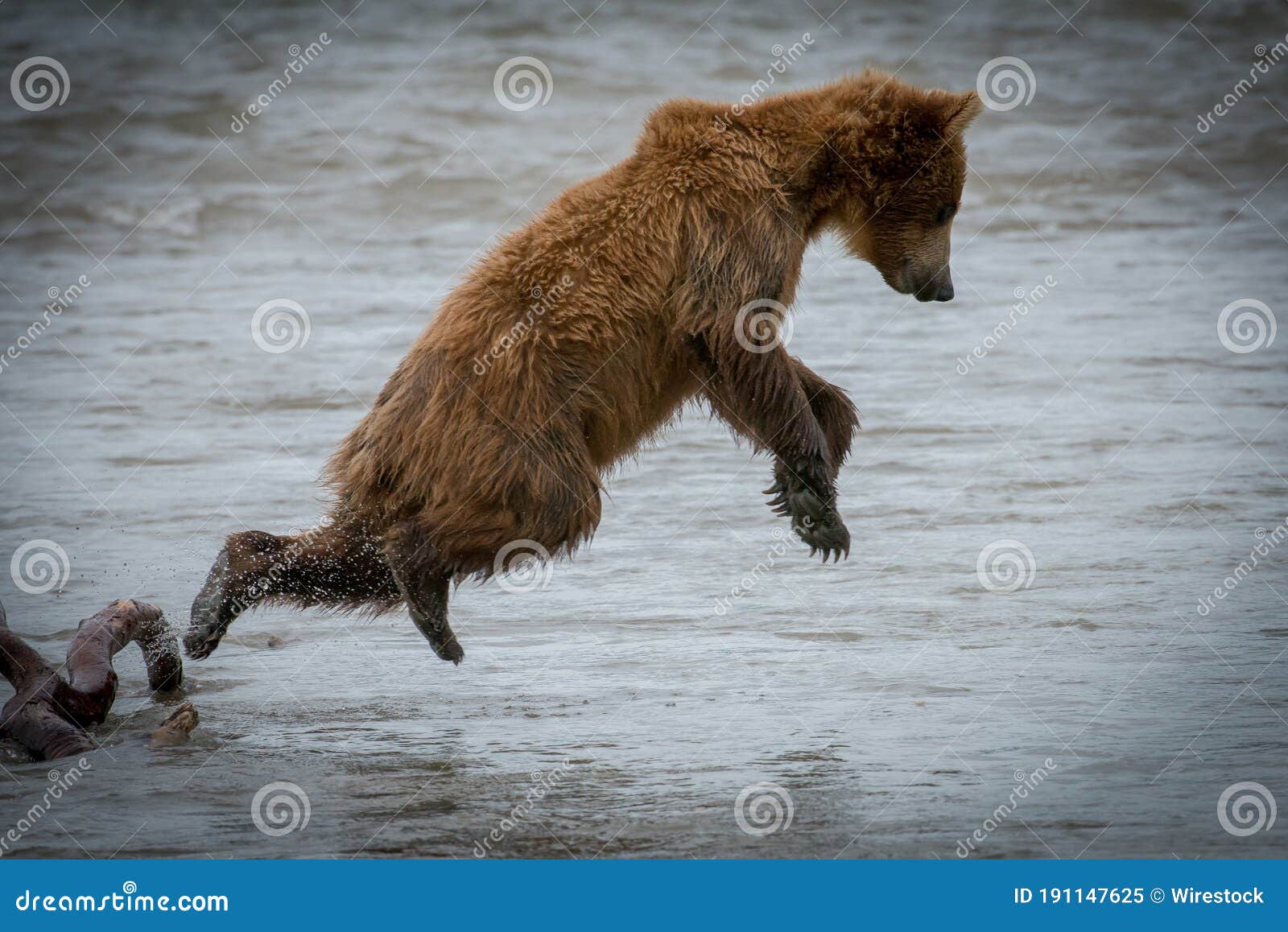 650 Bear Jumping Stock Photos - Free & Royalty-Free Stock Photos from ...