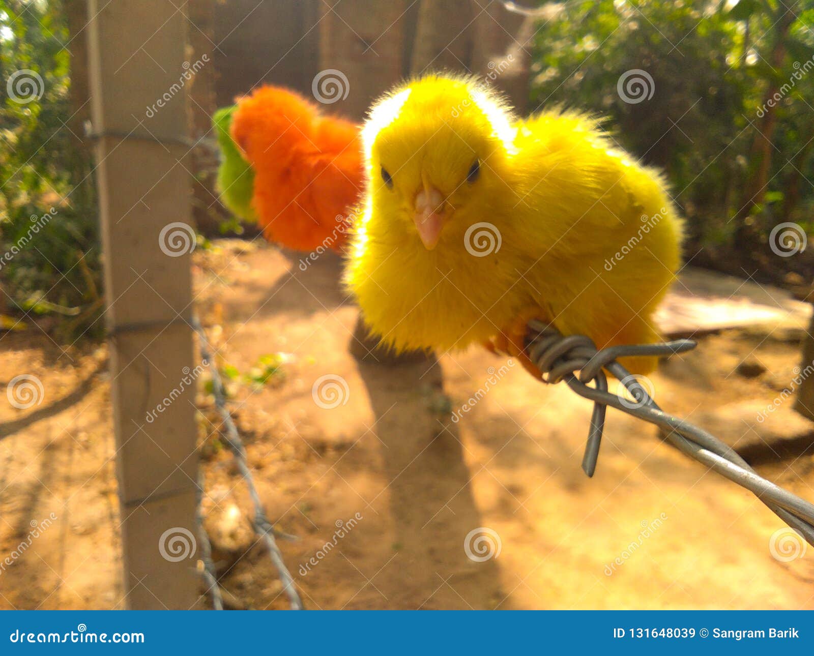Colourful chick stock image. Image of beautiful, colourful - 131648039
