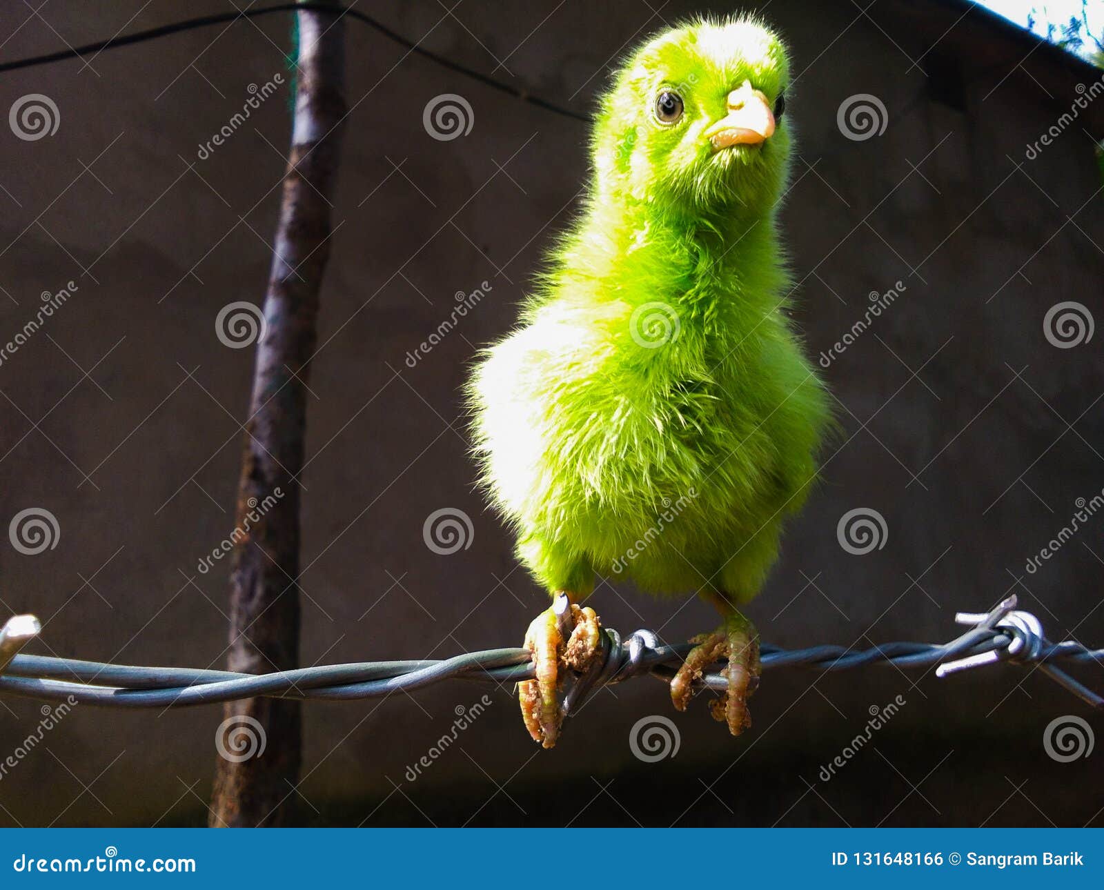 Colourful chick stock photo. Image of chick, chicks - 131648166