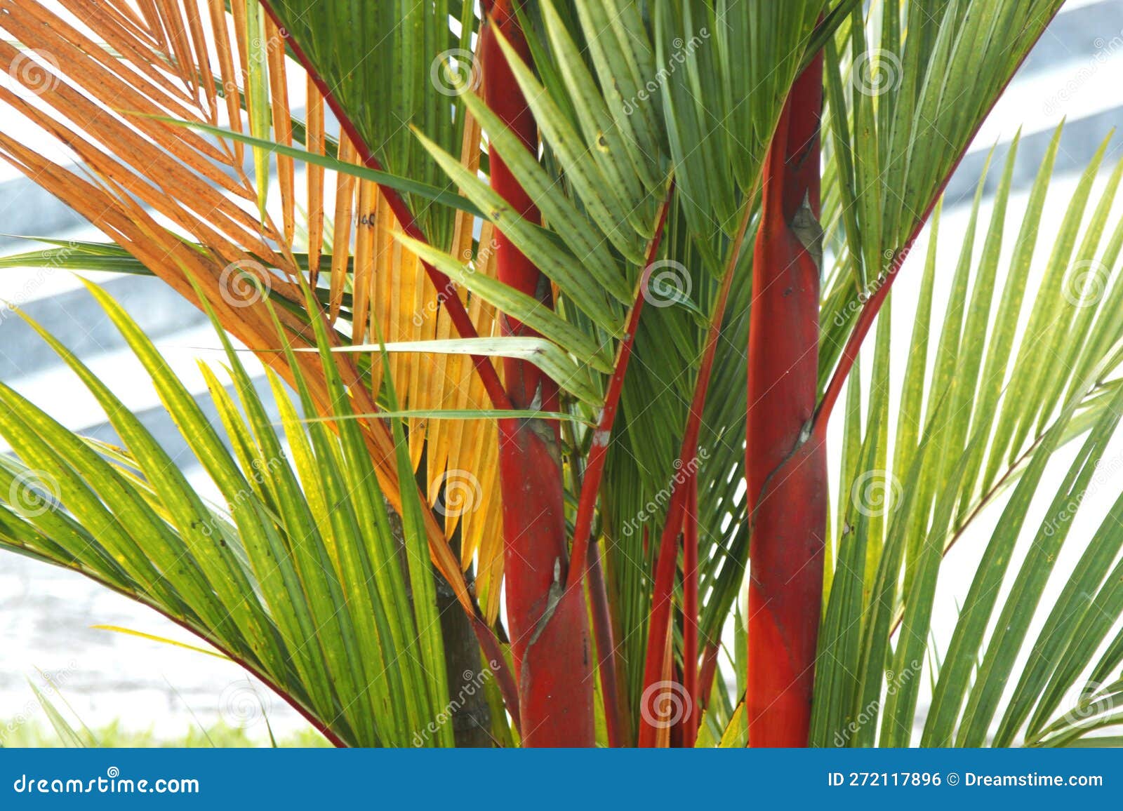 Beautiful Picture of a Colorful Palm Tree on a Sun Light Stock Photo ...