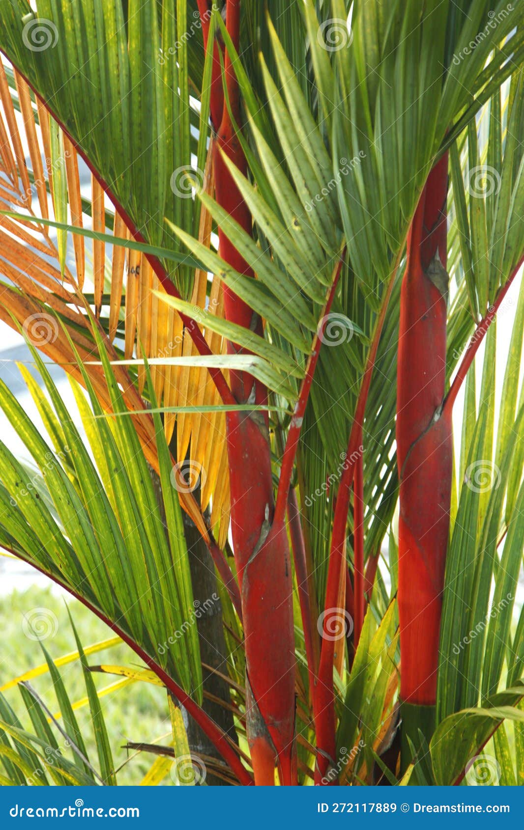 Beautiful Picture of a Colorfull Palm Tree on a Sun Light Stock Image ...