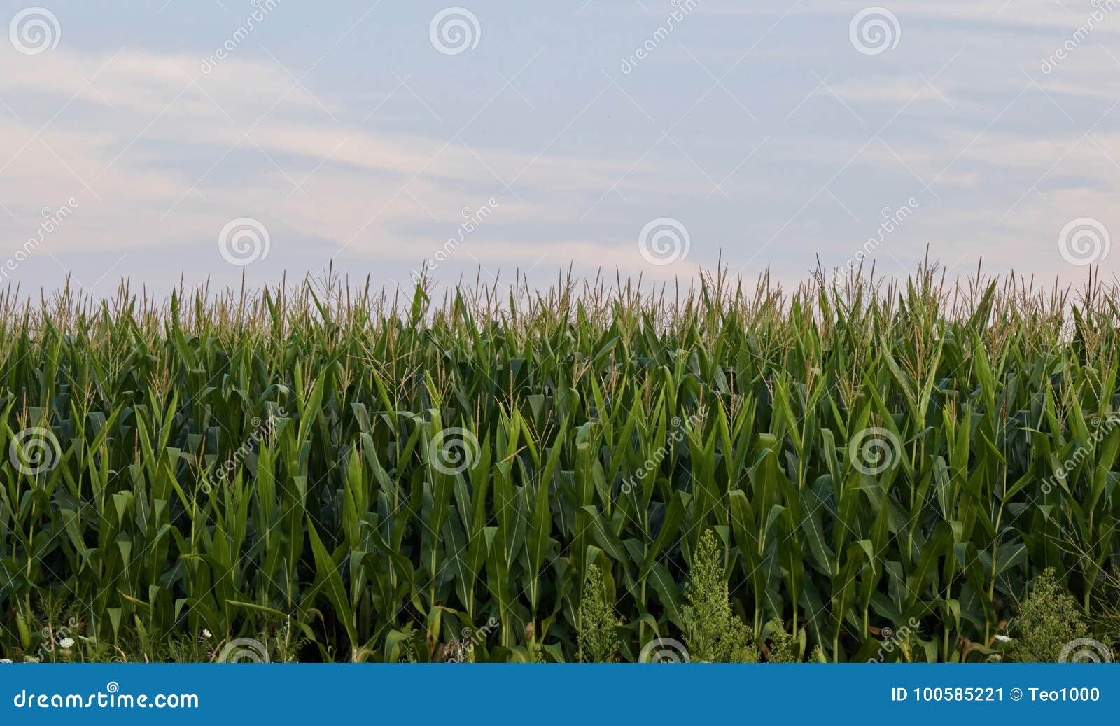 Beautiful Picture with a Beautiful Corn Field Stock Image - Image of ...
