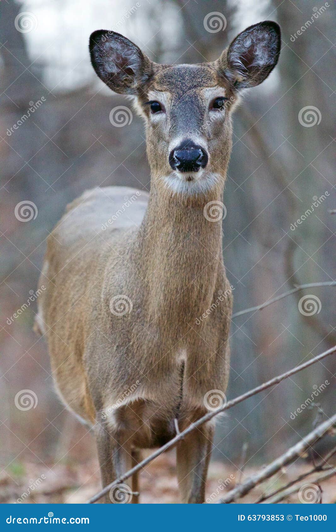Beautiful Picture with the Cute Deer Stock Image - Image of grass ...