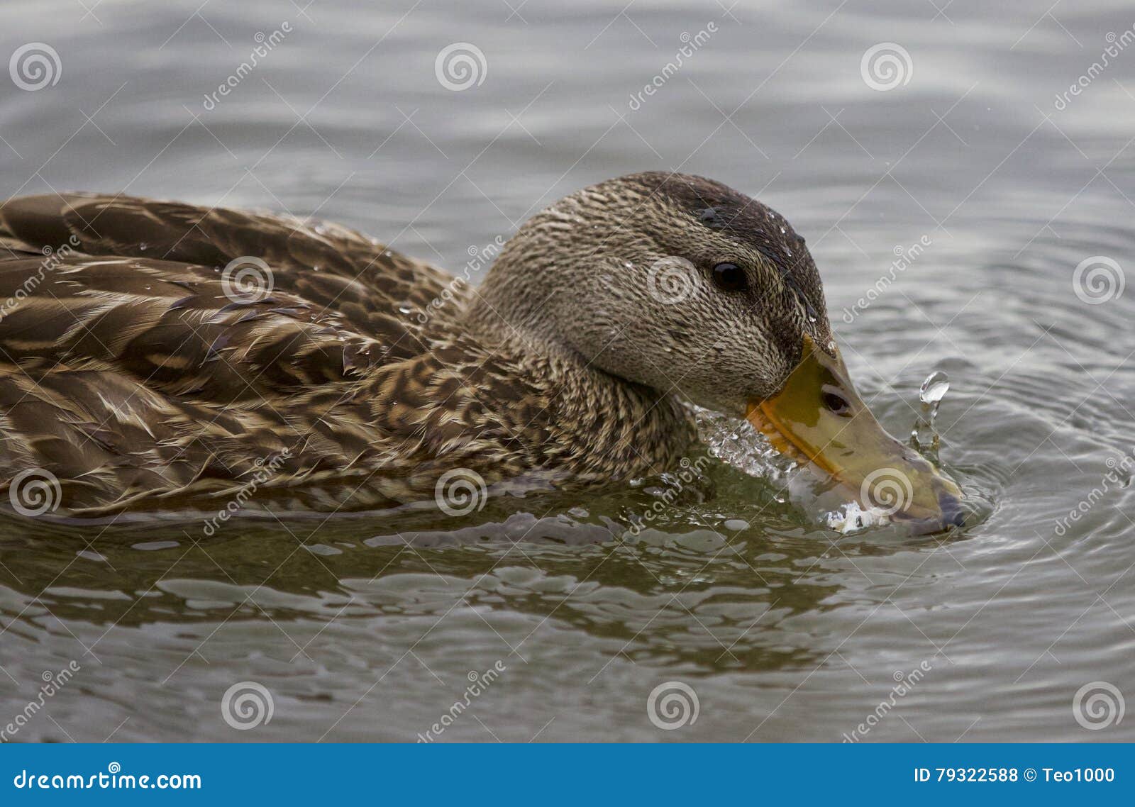 Beautiful Picture with a Duck Drinking Water Stock Photo - Image of ...