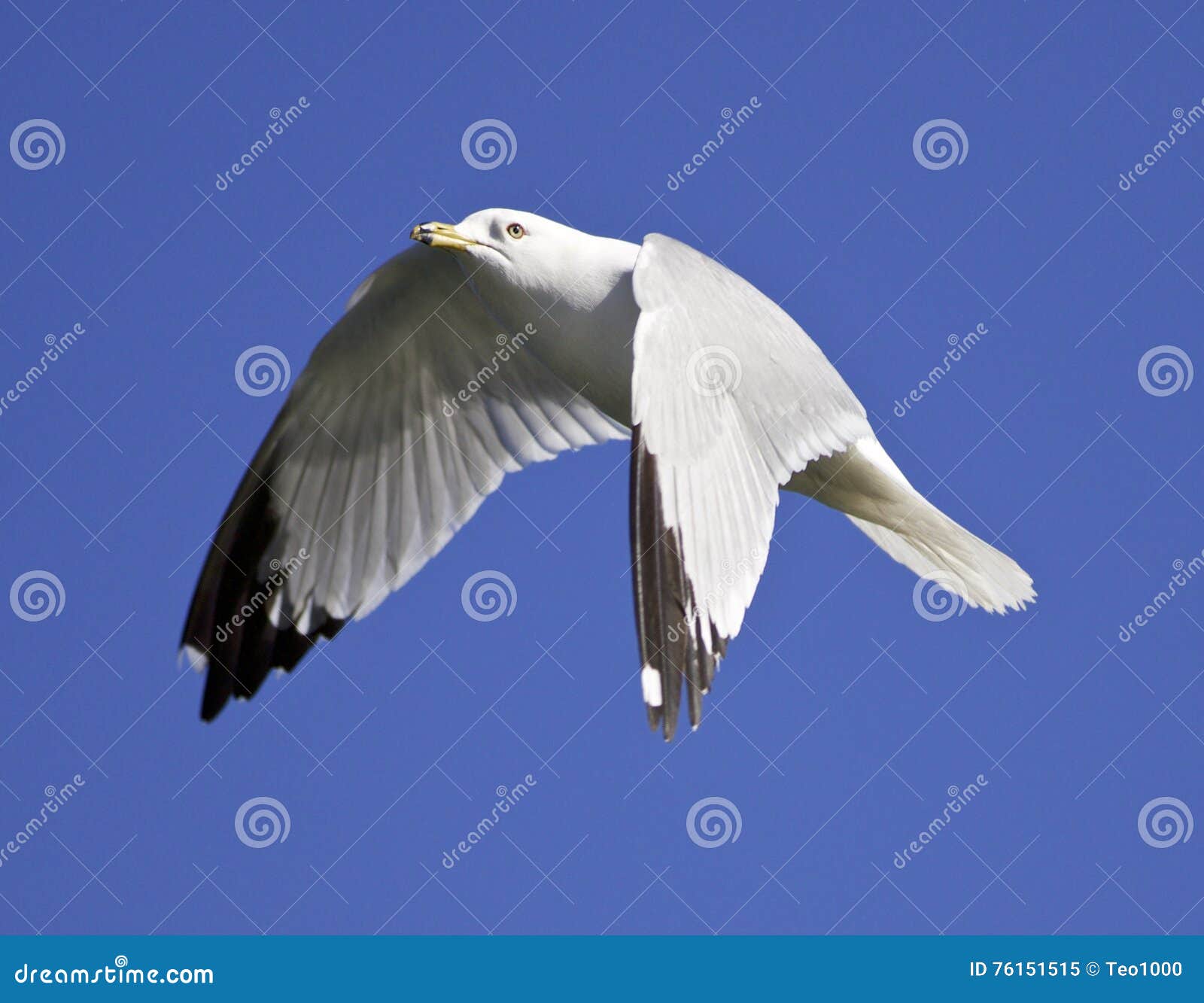 Beautiful Picture of a Flying Gull Stock Image - Image of flight ...