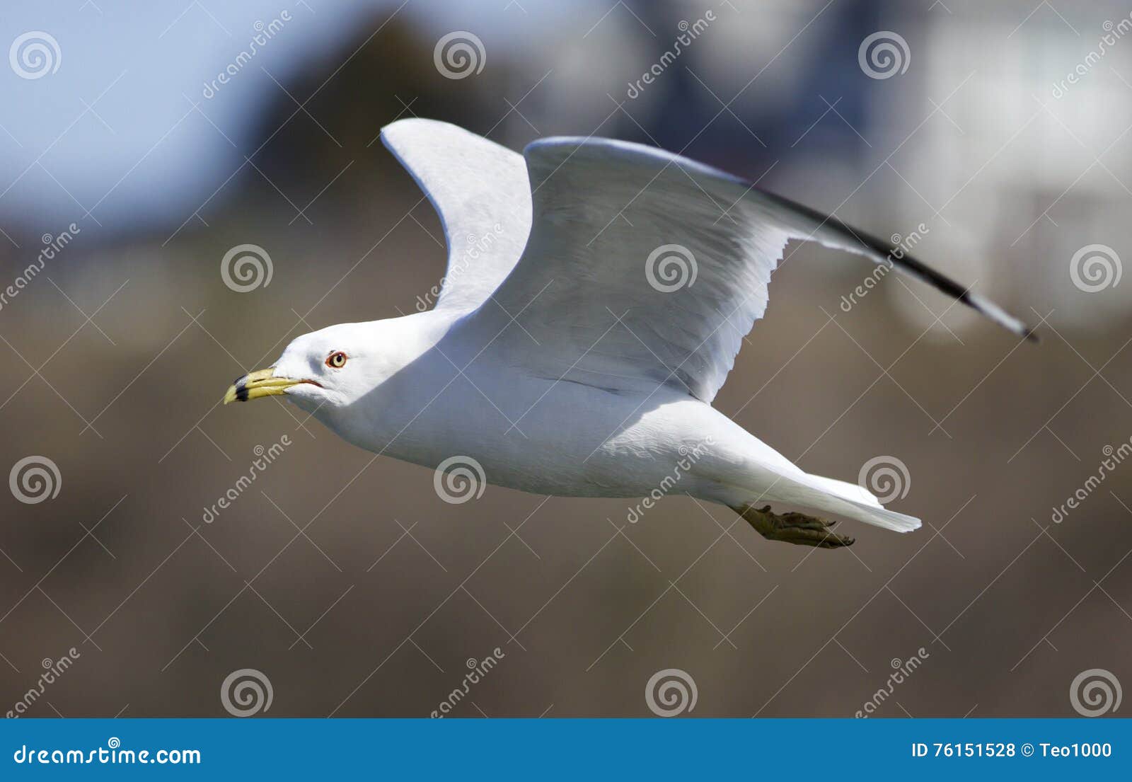 Beautiful Picture with a Flying Gull Stock Photo - Image of confident ...