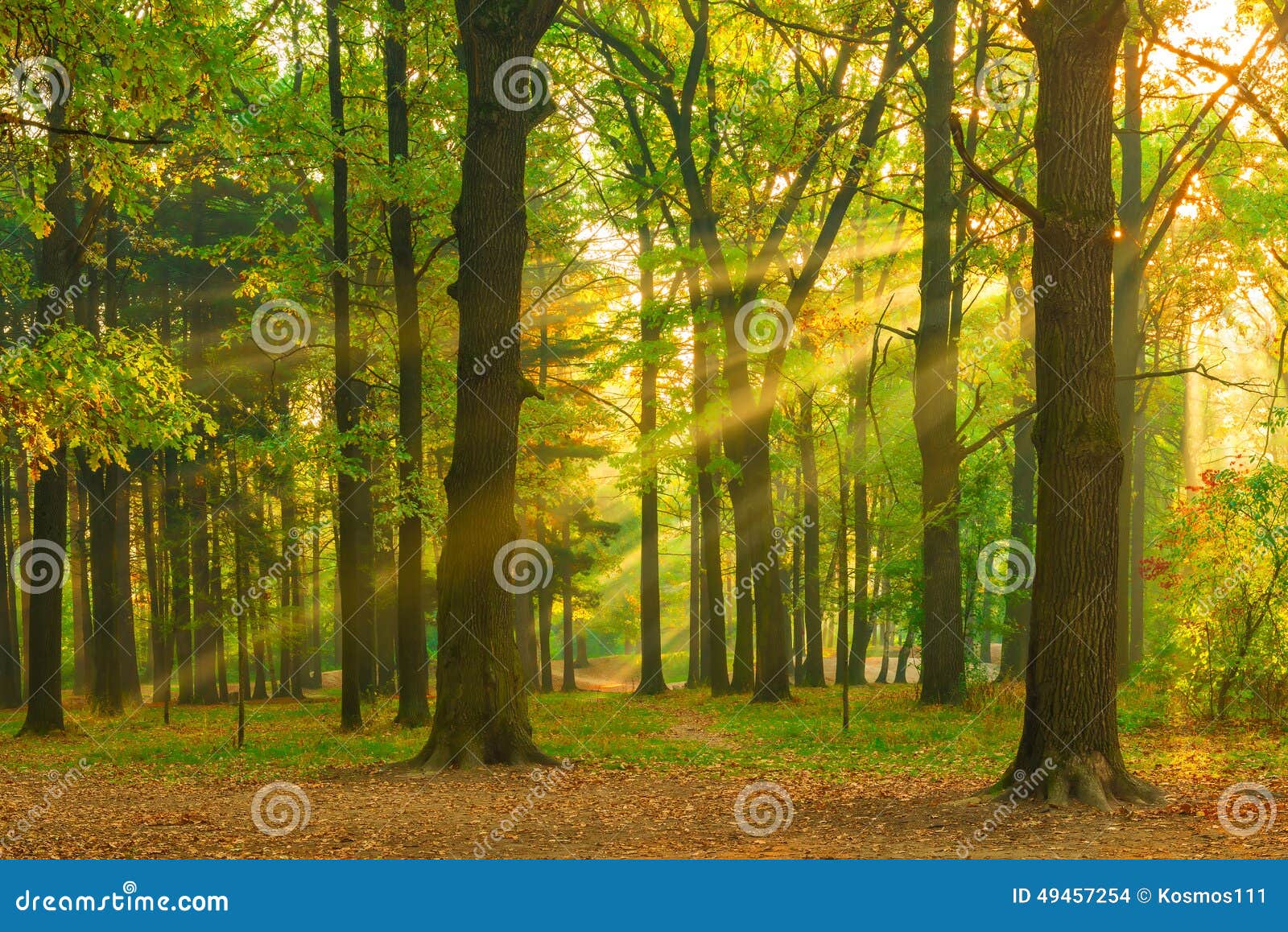 Beautiful Picture of the Forest at Dawn Stock Photo - Image of green ...